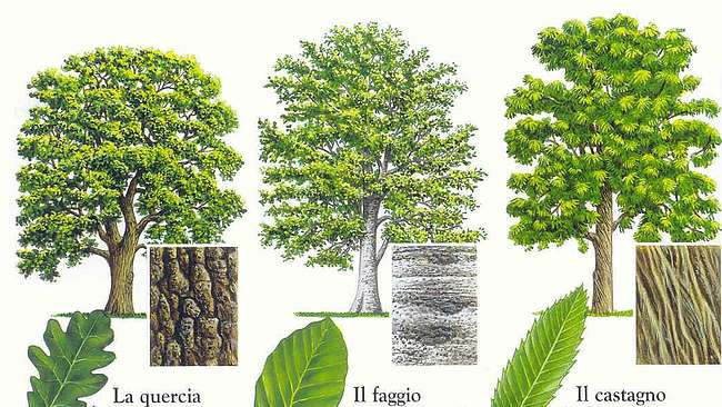 Come riconoscere le piante | Impara il riconoscimento delle piante
