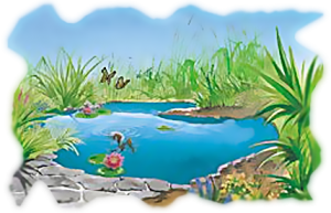 Lo stagno: caratteristiche e forme di vita