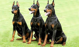 Ecco le 5 razze di cane da guardia migliori - Scienze Naturali