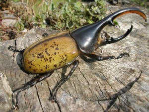 Insetti più grandi del mondo: ecco 4 specie