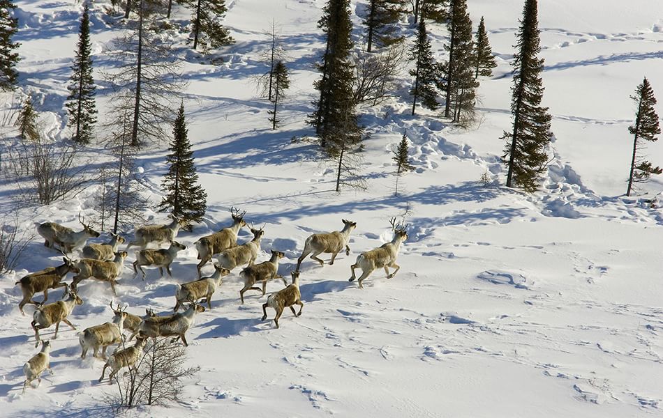Un inverno bestiale: ecco i 7 animali che meglio si adattano! - Scienze ...