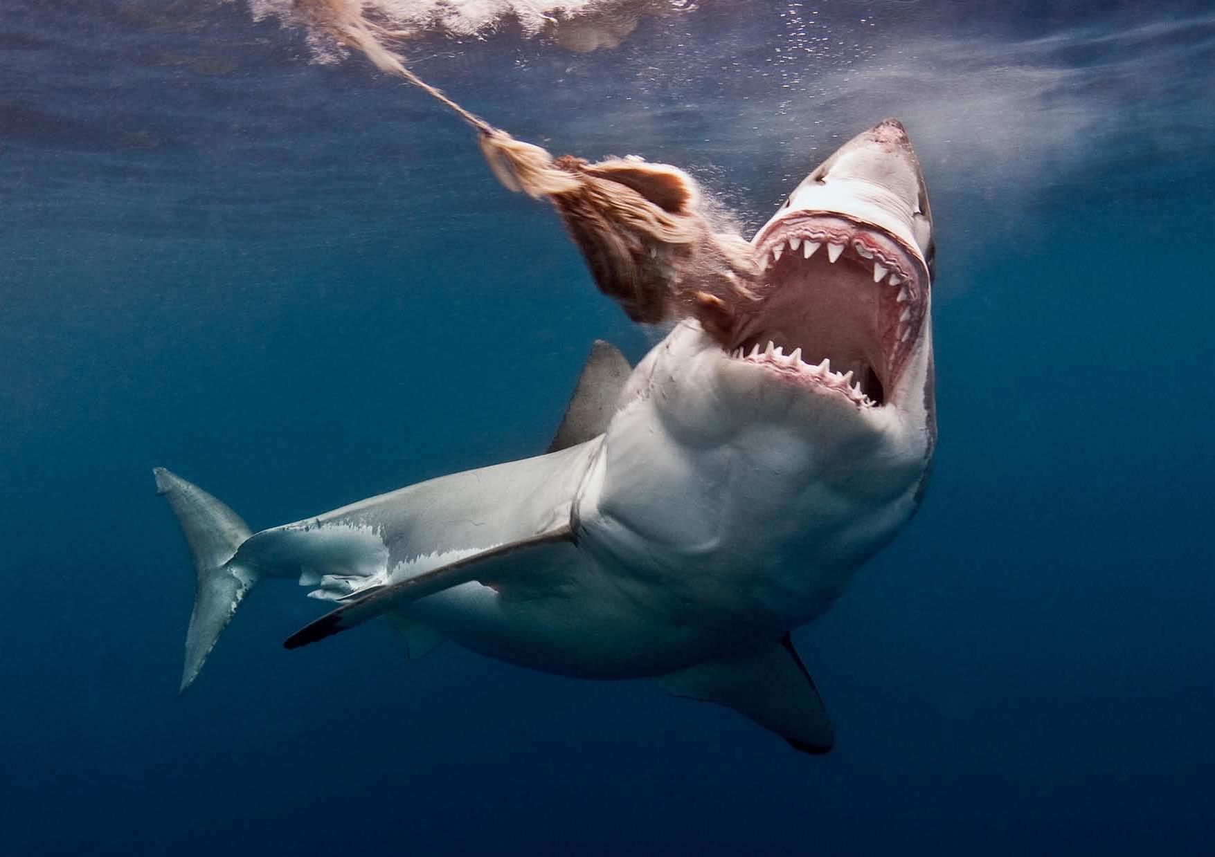 Ecco 10 Interessanti Specie Di Squalo Ecco 10 Interessanti Specie Di Squalo