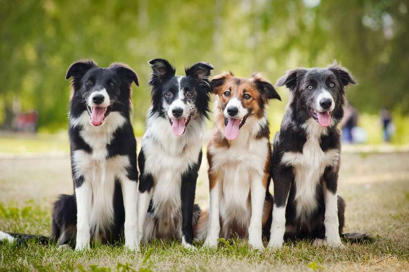 Ecco il cane più intelligente del mondo