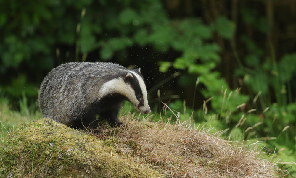 Cosa mangia il tasso