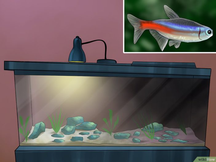 Il pesce neon: prendersene cura