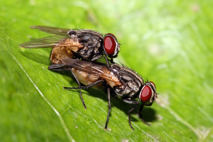 Come si riproducono le mosche