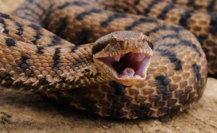 Come si riproducono i serpenti