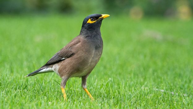 Uccelli che parlano: ecco 5 specie