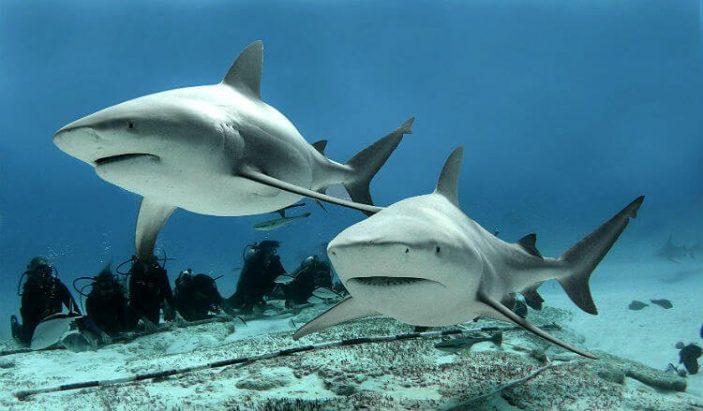 Lo squalo leuca: le cose da sapere assolutamente