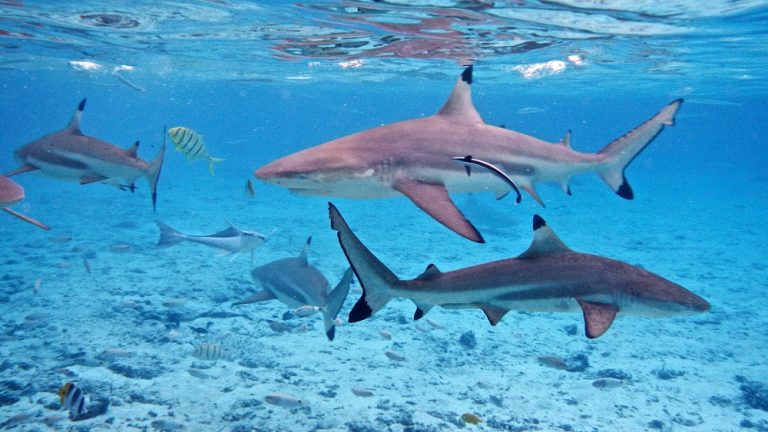 Lo squalo pinna nera ed il suo universo
