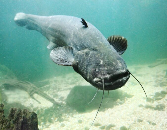 Il pesce gatto: ecco tutte le caratteristiche da sapere