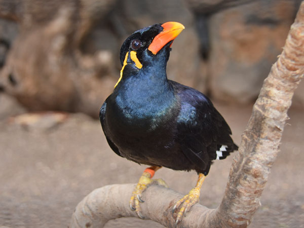 Animali - Scienze Naturali