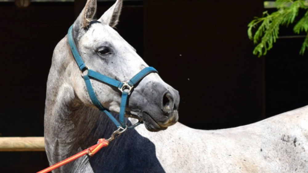 Il cavallo andaluso e le sue caratteristiche