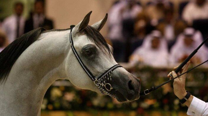 La razza di cavallo arabo e tutto quello che c'è da sapere