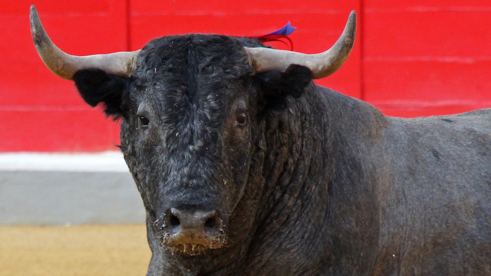 Il bue e tutto quello da sapere