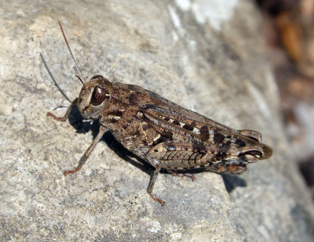 Calliptamus barbarus, le caratteristiche principali