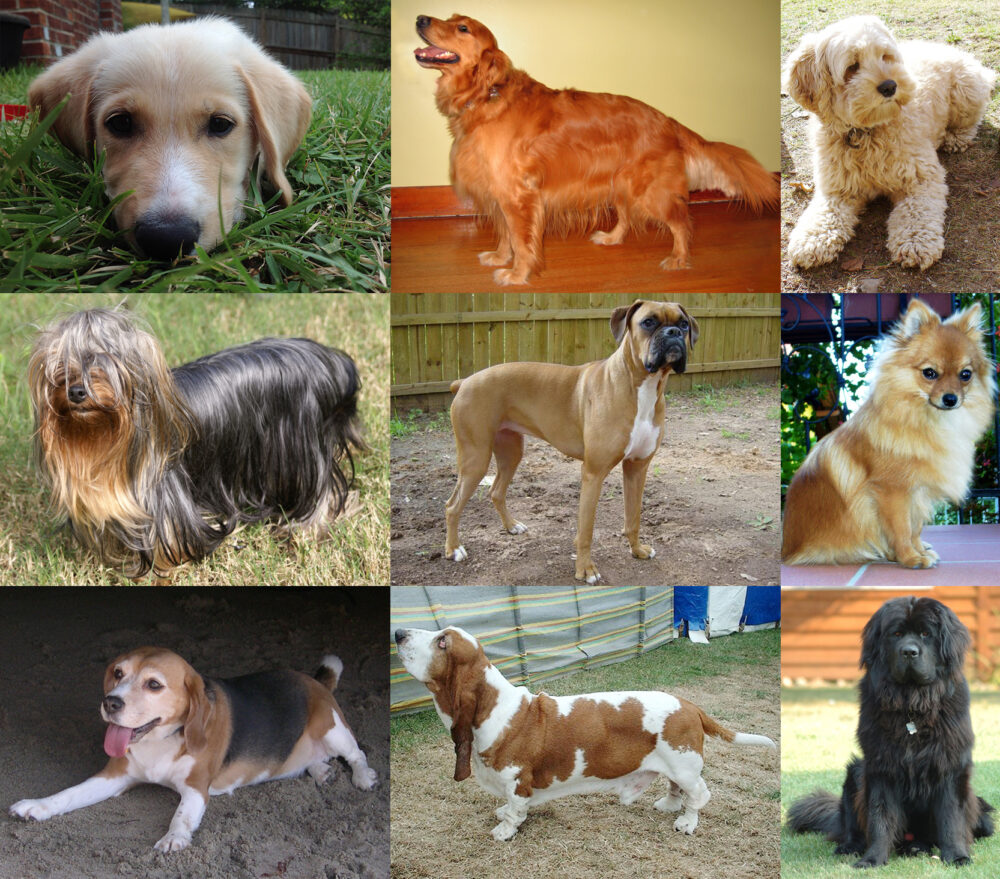 Cosa e come vedono i cani? - Scienze Naturali