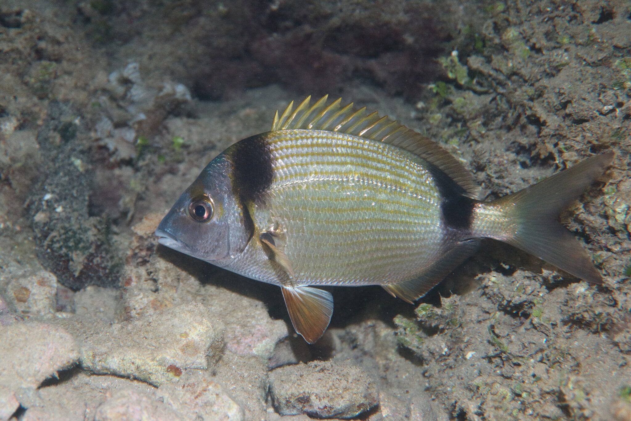 Sarago Fasciato è un super pesce calabrese