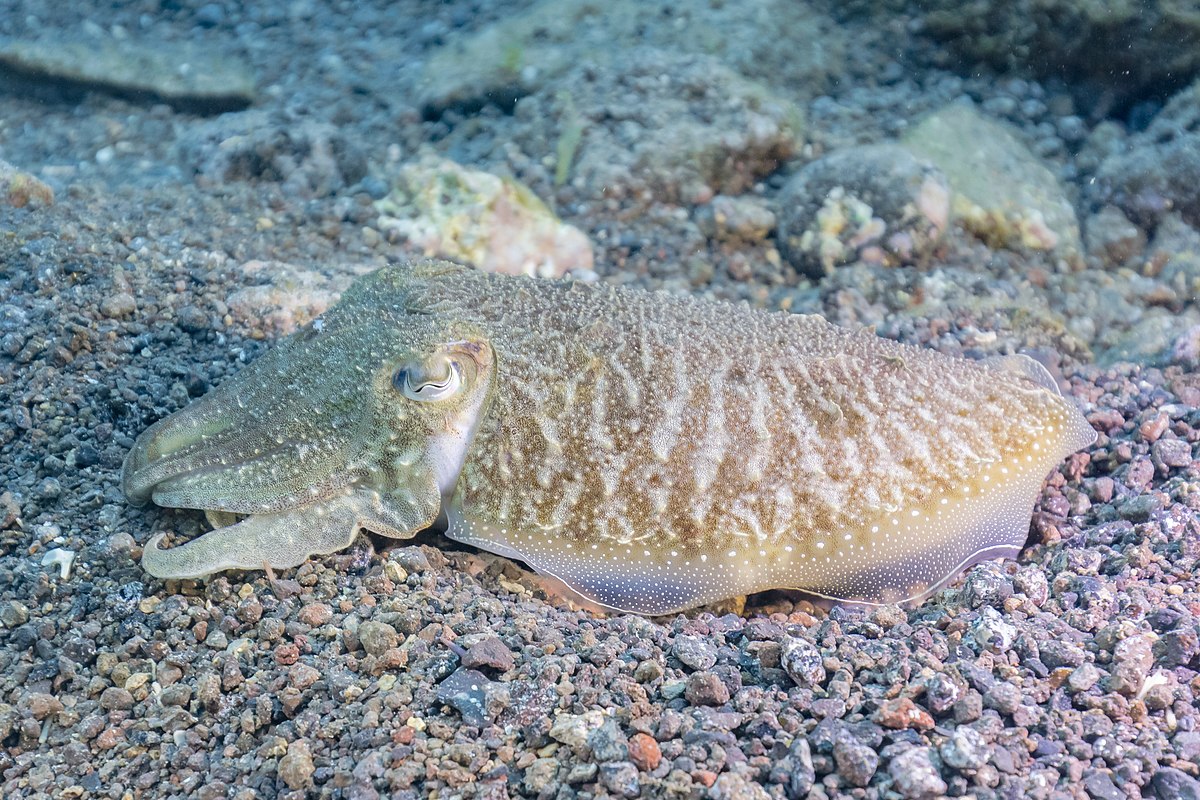 Seppia Comune: un animale importante