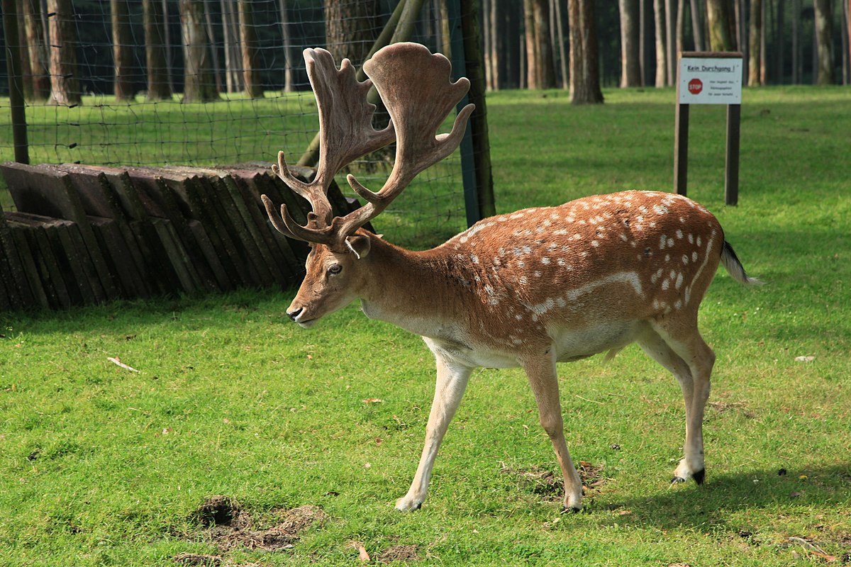 Daino e le cose improbabili