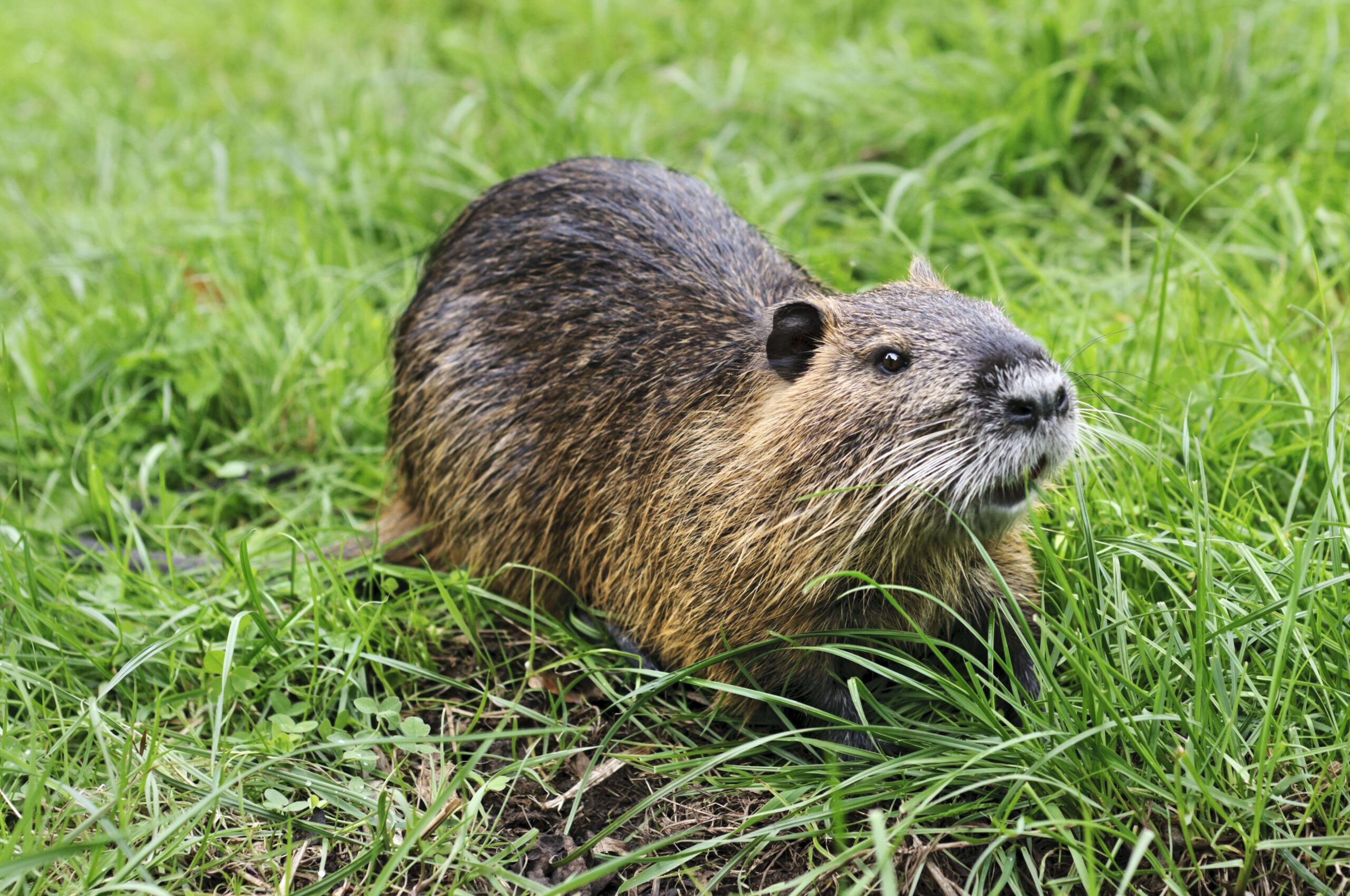 Nutria: un animale da rispettare