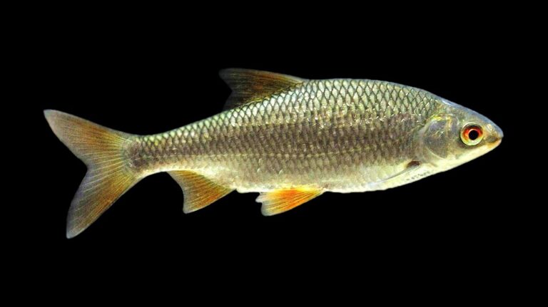 Rutilo: un pesce davvero impressionante