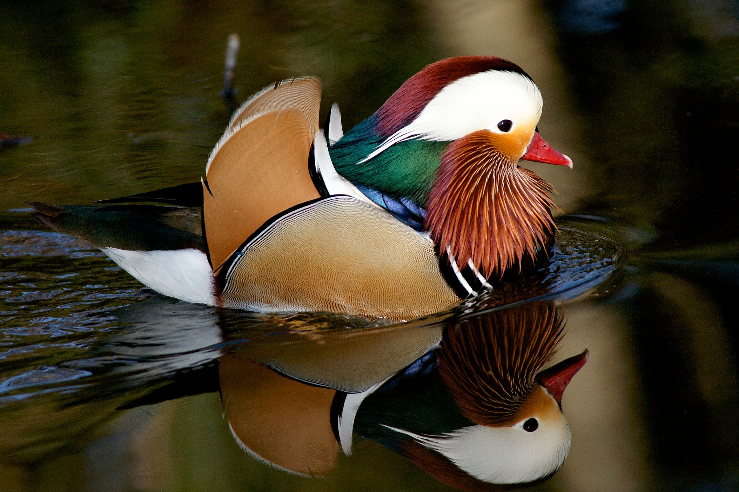 Anatra Mandarina: questa sì che un super eroe