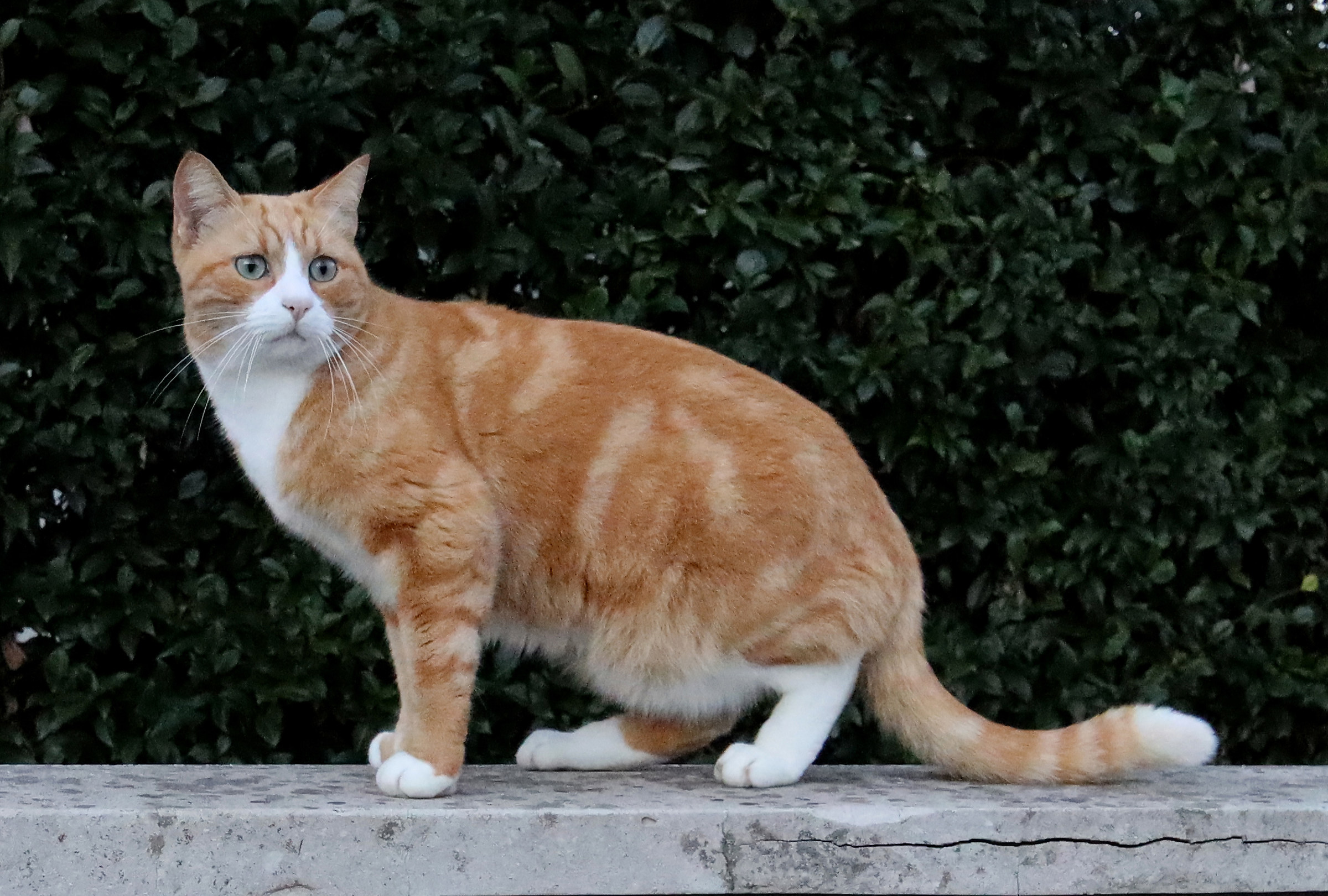 Gatto Domestico e questo si che ci sta ora