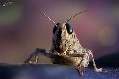 Grillo Bimaculato è un insetto dall'aspetto appetibile