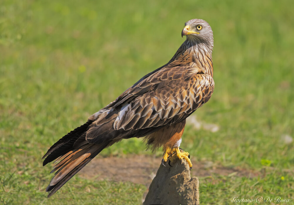 Nibbio Reale: un uccello da favola