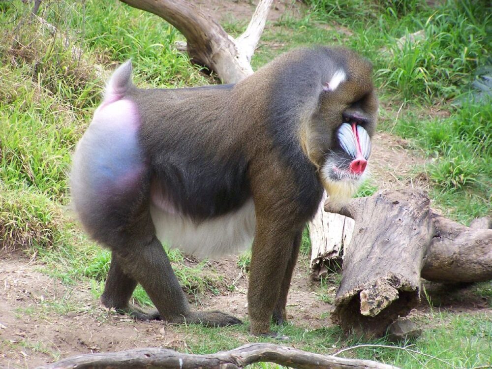 Mandrillo: una specie che comanda dall'alto