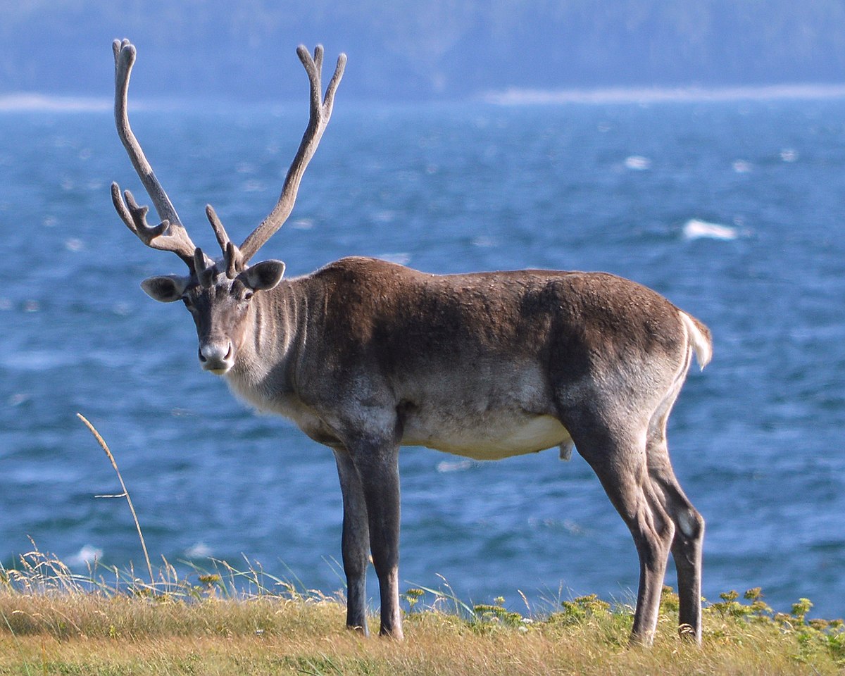 Renna: pronti, partenza e via!