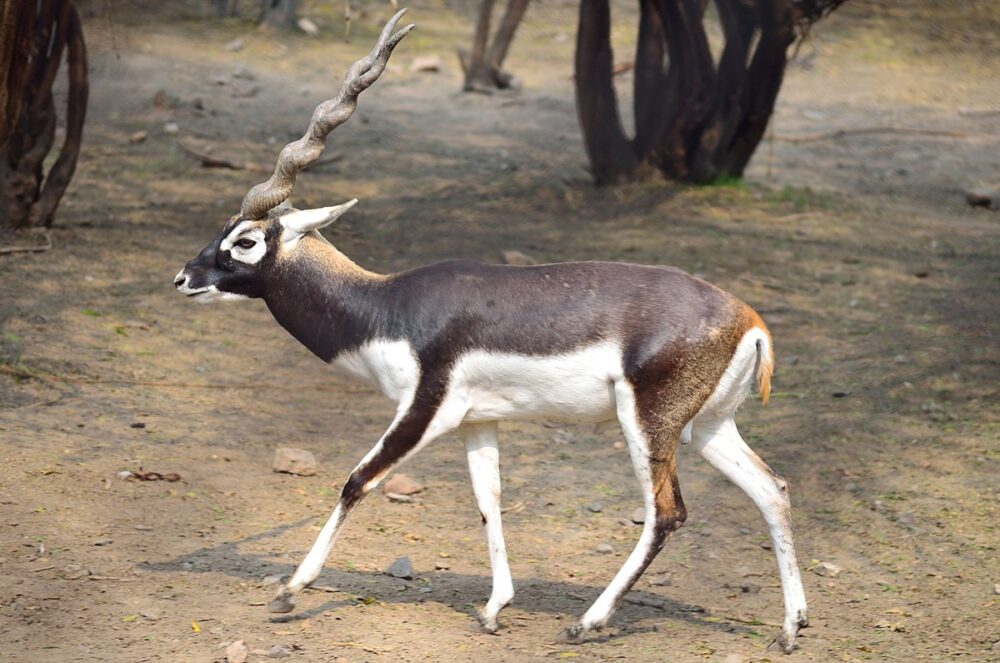 Antilope cervicapra: questo sì che è un bel dilemma