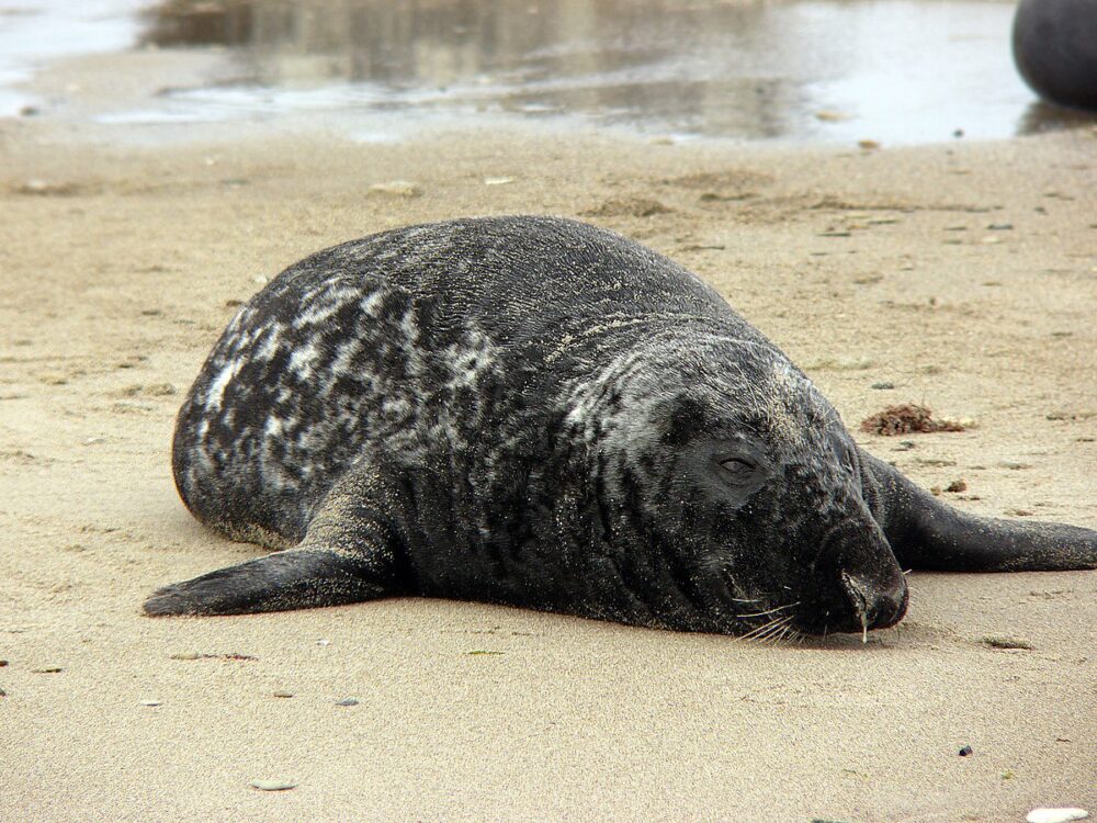Foca grigia: la bestia che canta
