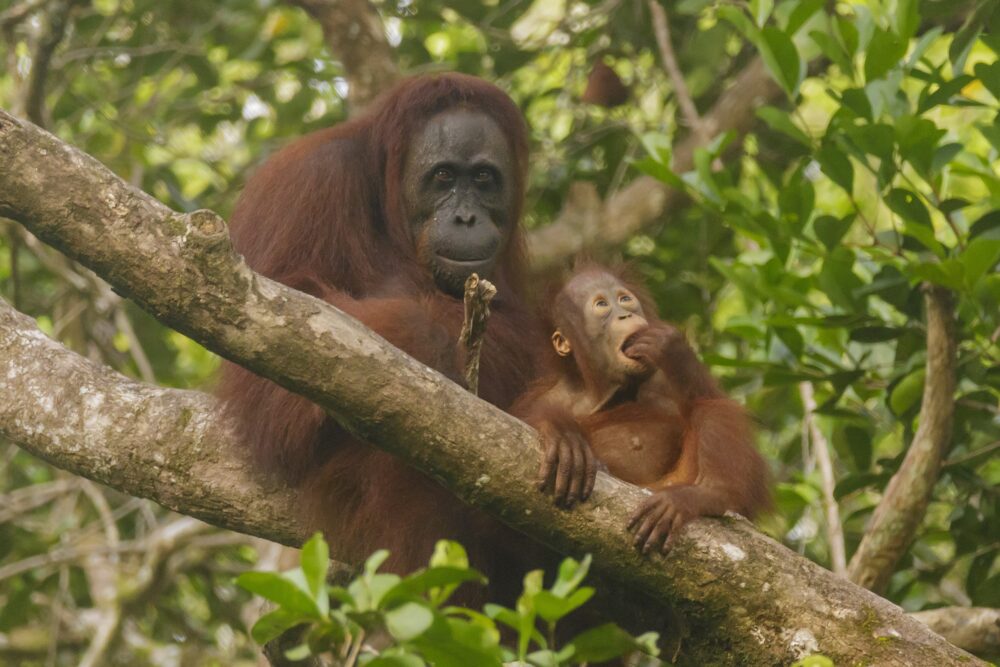 Orango del Borneo: un animale da numero uno
