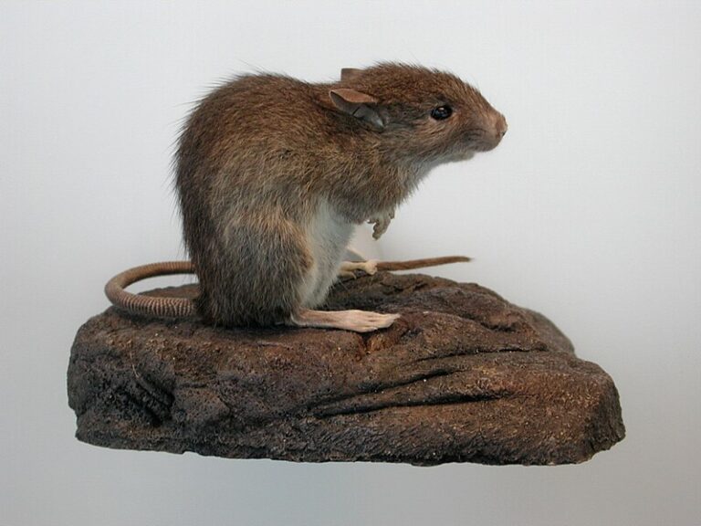 Ratto del Pacifico: un animale che non piace a tanti, ma non è brutto