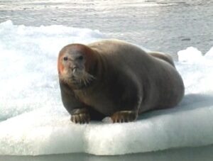 Foca barbata: una con la barba