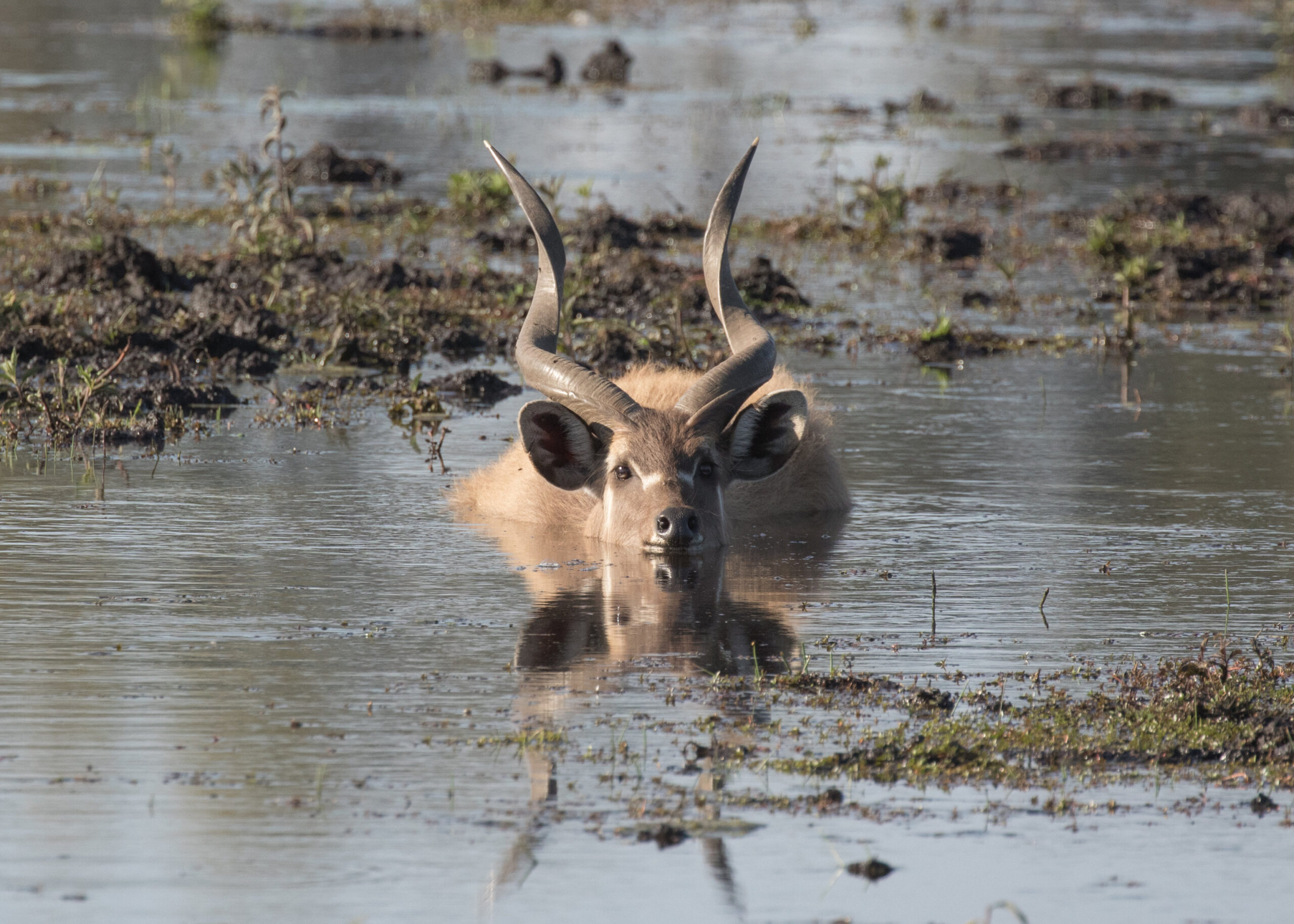 Sitatunga: un animale buffo